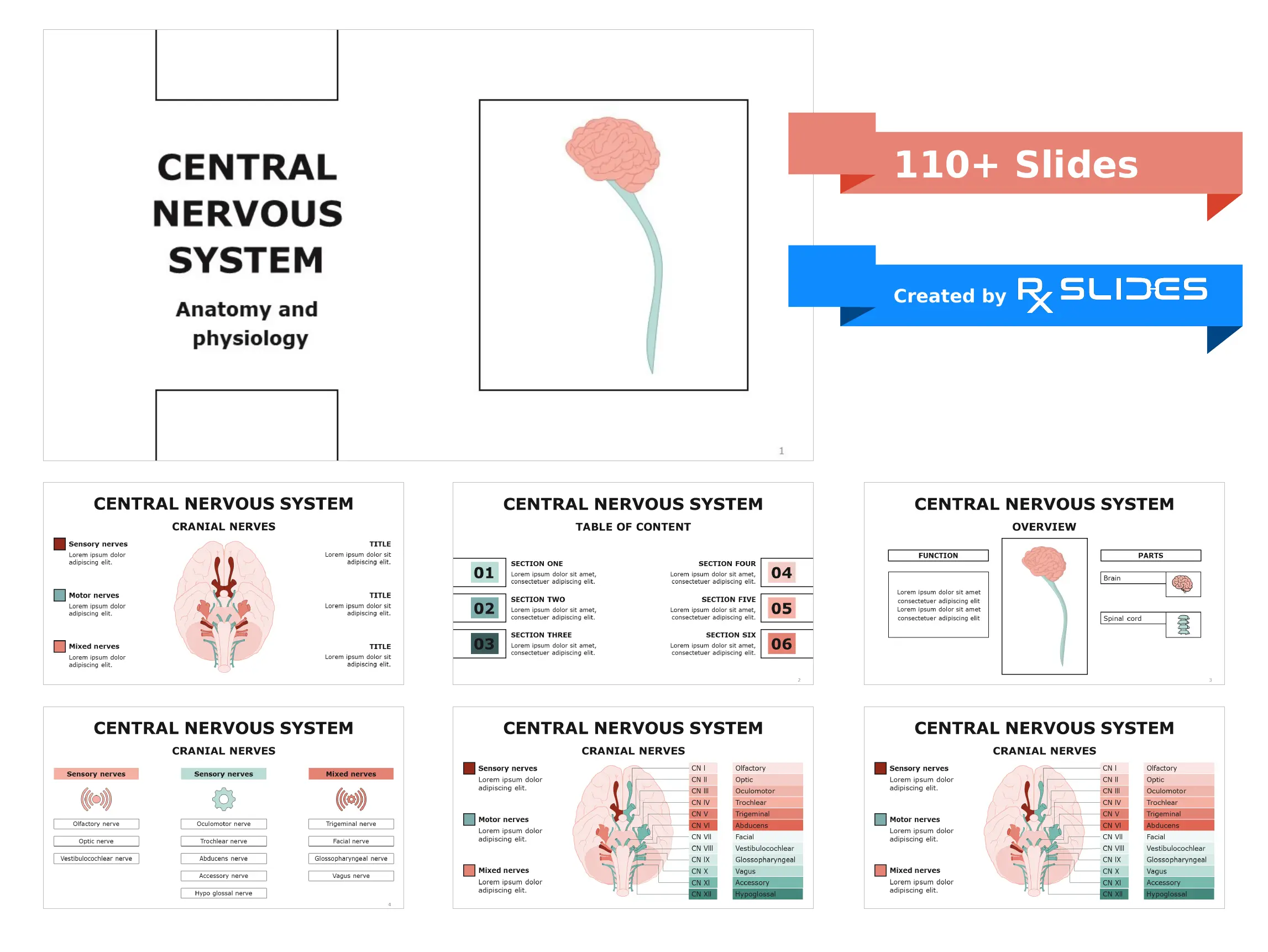 Download CNS anatomy and physiology PowerPoint Template